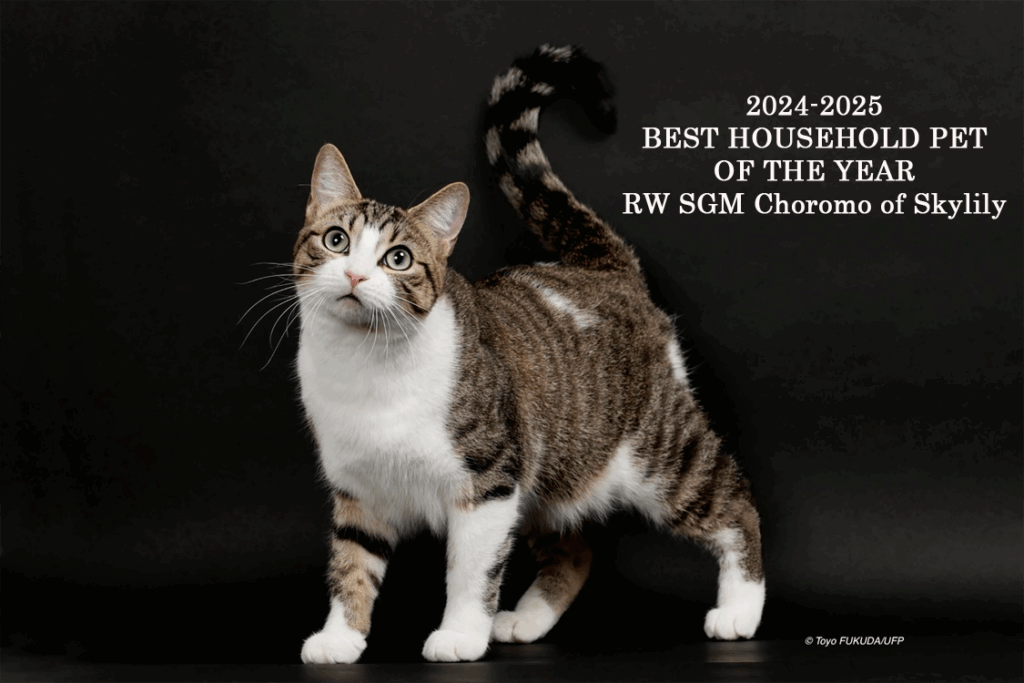 TICA Asia East Region